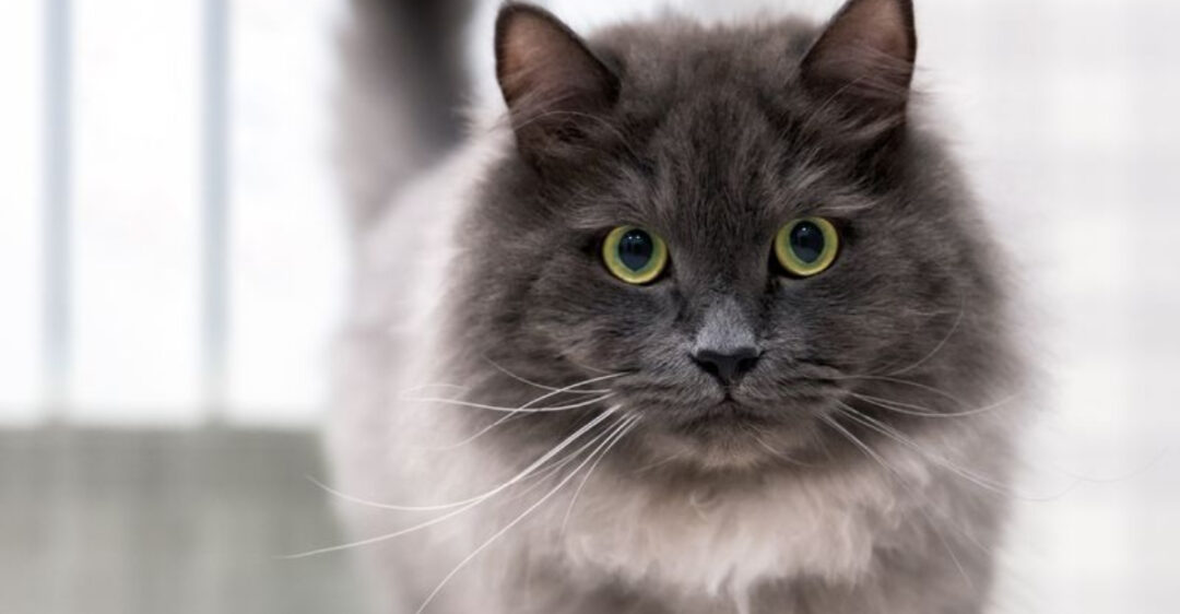 14 Fluffy Cat Breeds That Are Like Clouds In Feline Form