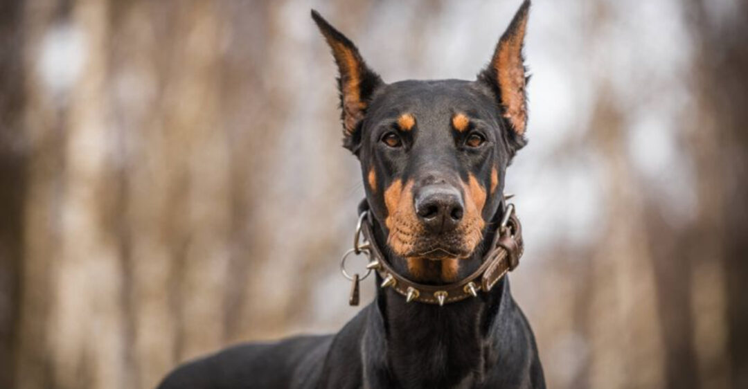 14 Intimidating Dog Breeds That Will Keep Intruders At Bay (And 2 That ...