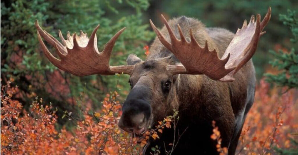 14 Most Dangerous Animals You'll Only Find In Alaska