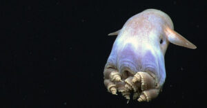 14 Ocean Creatures You Have Never Heard Of