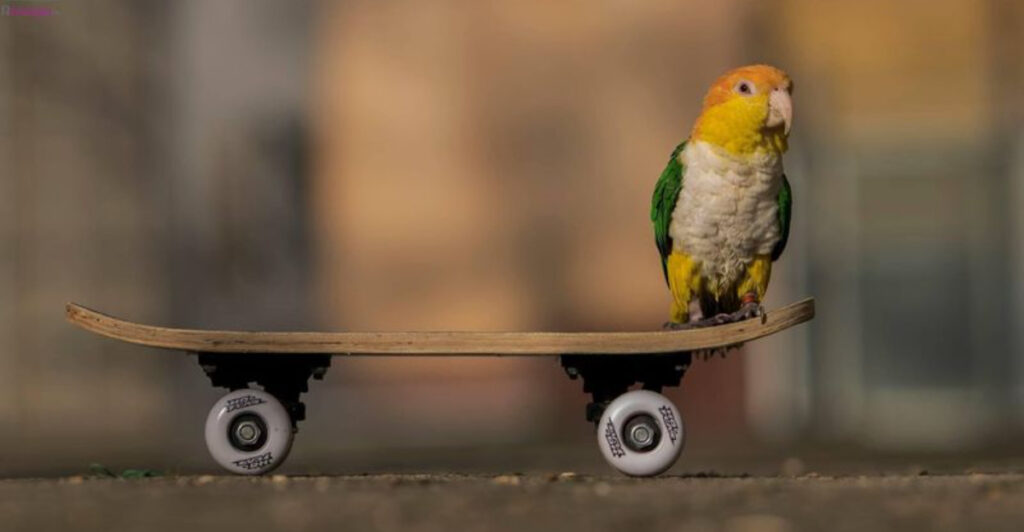 14 Simple Tricks To Teach Your Parrot (And How To Do It Right)