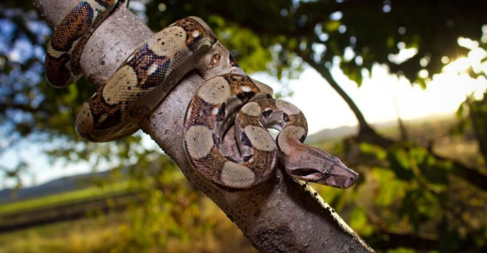 14 Snakes That Can Swim, Climb, And Even Glide Through The Air