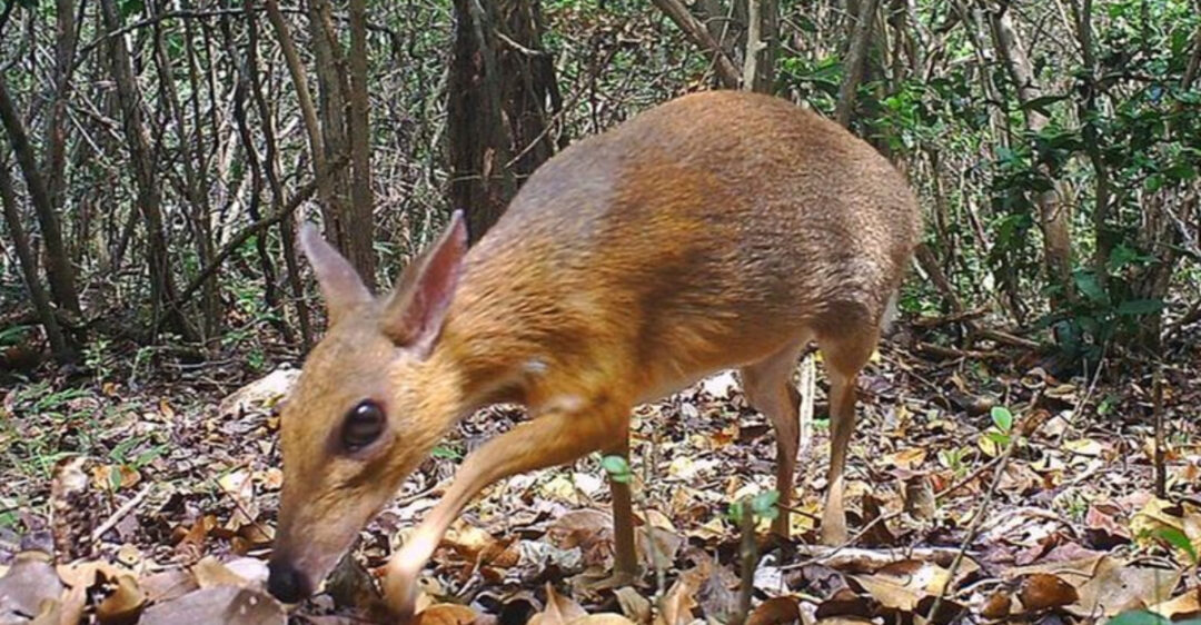 13 Animals That Only Exist In The U.S. (And Where To Find Them)