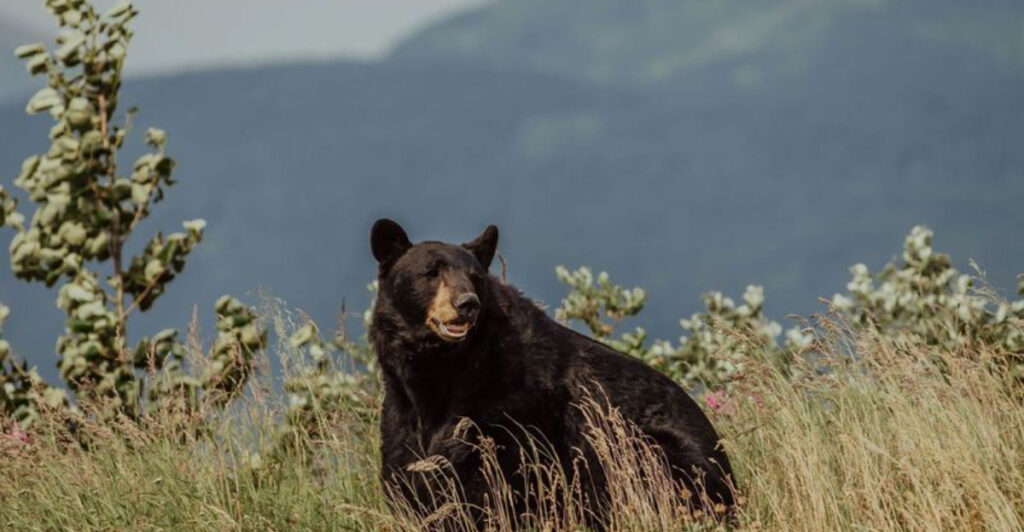 14 U.S. National Forests Where Black Bears Roam Freely (And What You ...