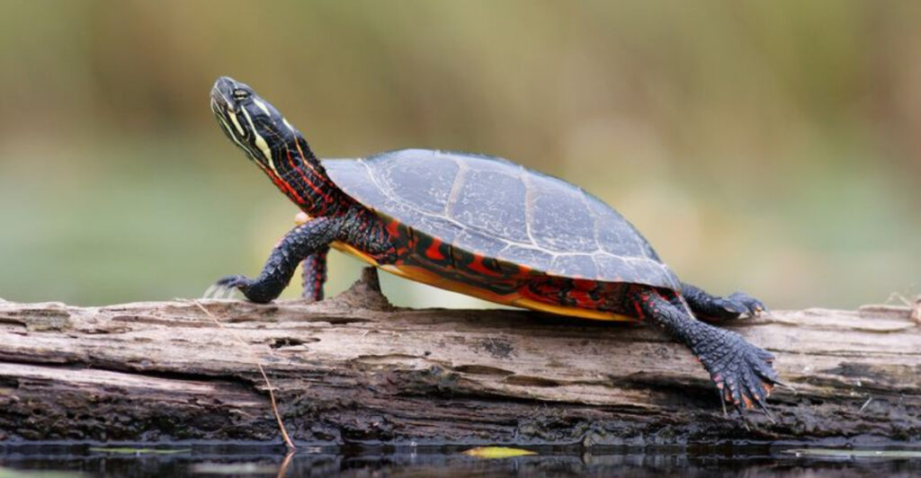 14 Unbelievable Turtle Facts You’ll Never Forget
