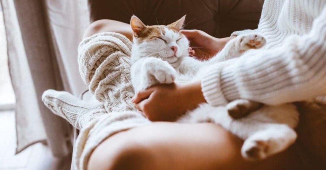 14 Ways Cats Express Affection Without Needing Reassurance
