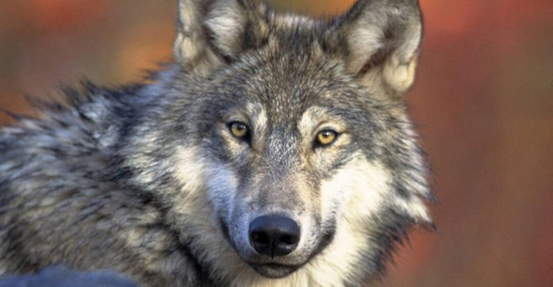 16 Wild Animals That Practice Adoption And Babysitting