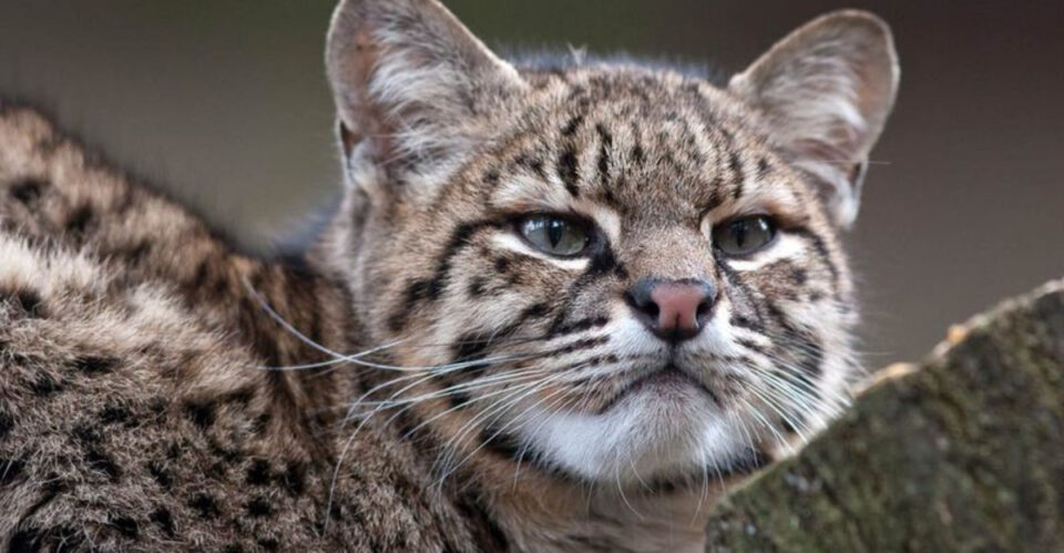 14 Wild Cat Species Known For Attacking Humans In The Americas