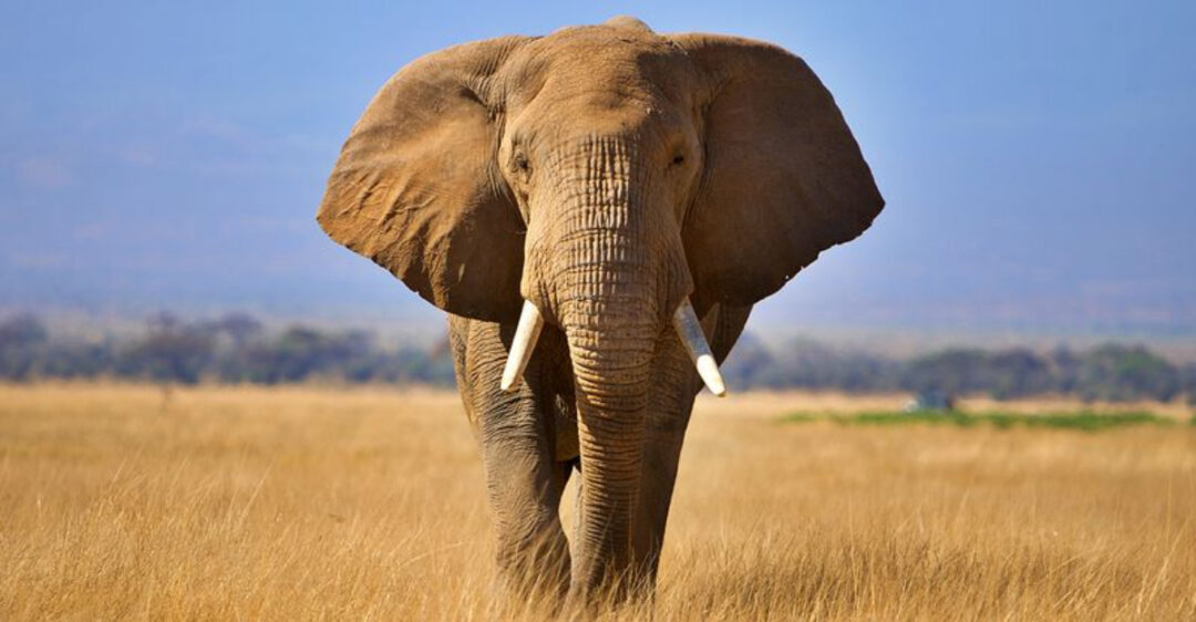 14 Wise Actions To Take When You Meet An Elephant In The Wild