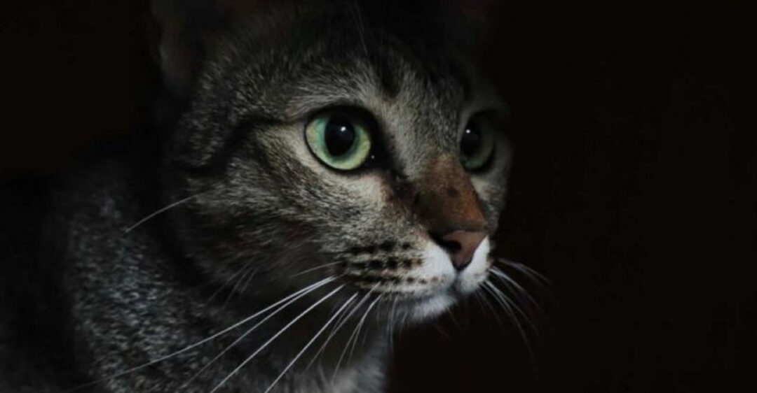 15 Animals That Can Literally See Things Invisible To Humans