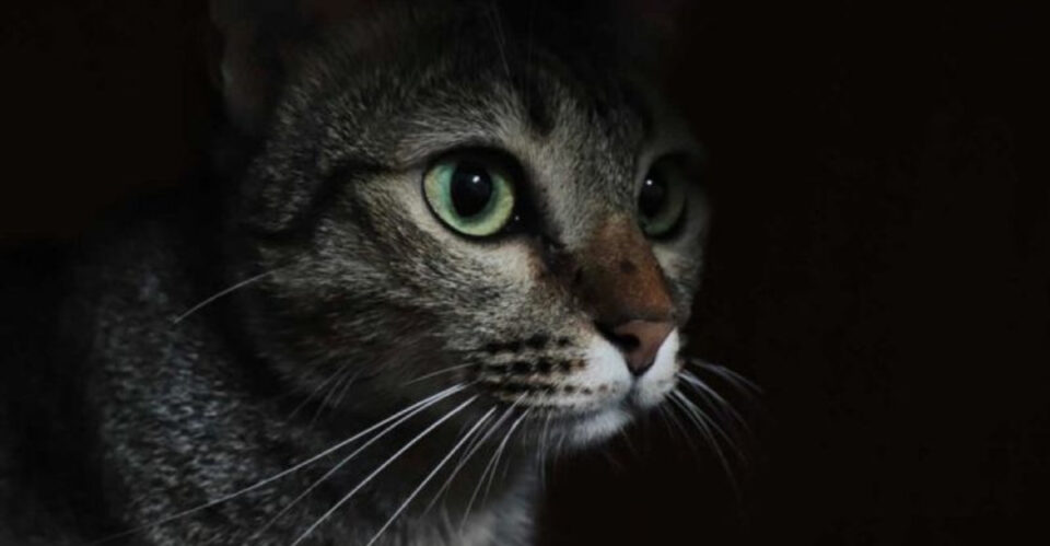 15 Animals That Can Literally See Things Invisible To Humans