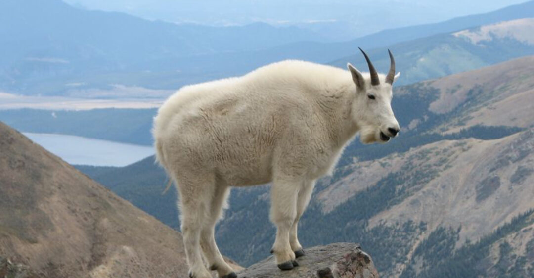 15 Animals That Stopped Adapting To Humans And Thrive Naturally