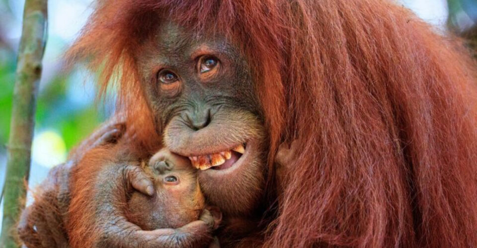 15 Animals With The Kindest Hearts On The Planet