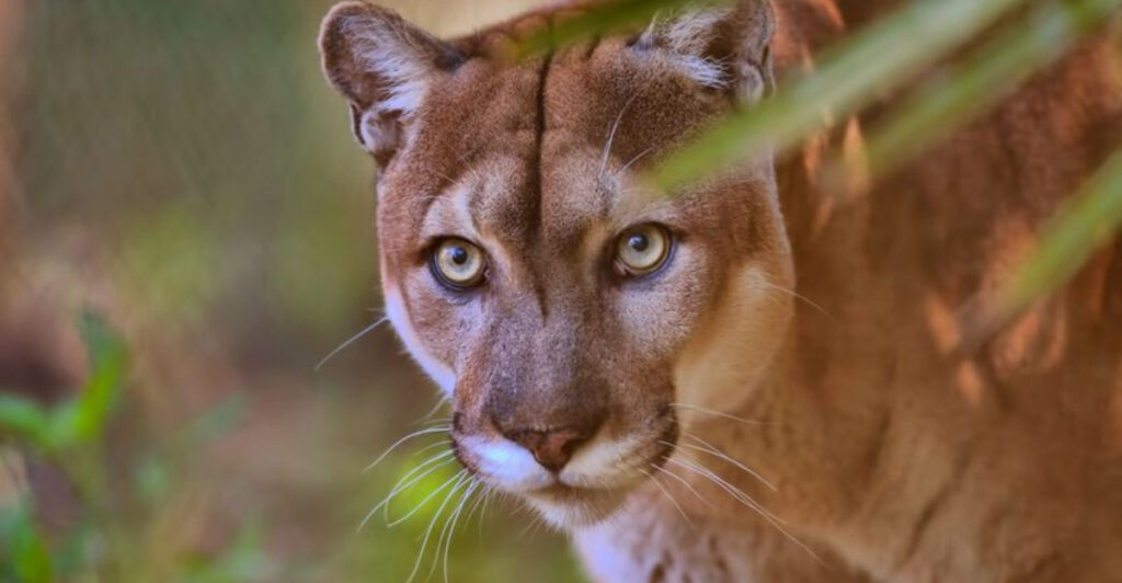 15 Big Cat Species That Have The Longest Lifespans In The Wild