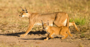 15 Big Cats With Astonishingly Elusive Hunting Patterns