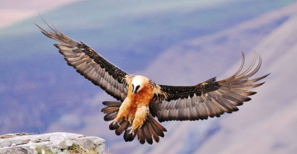 15 Birds So Strong They Can Break Bones With A Single Strike