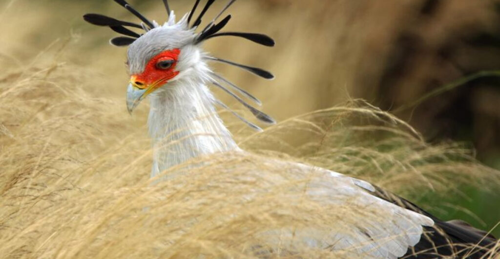 15 Birds With The Best Makeup Looks