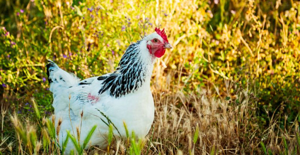 15 Chicken Breeds That Thrive On Country Farms