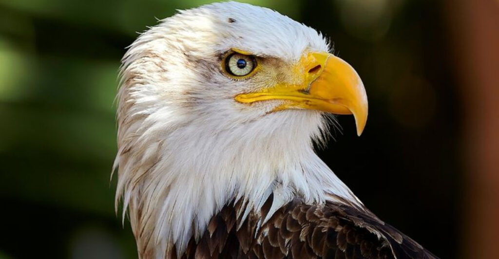 15 Common Misconceptions About Bald Eagles