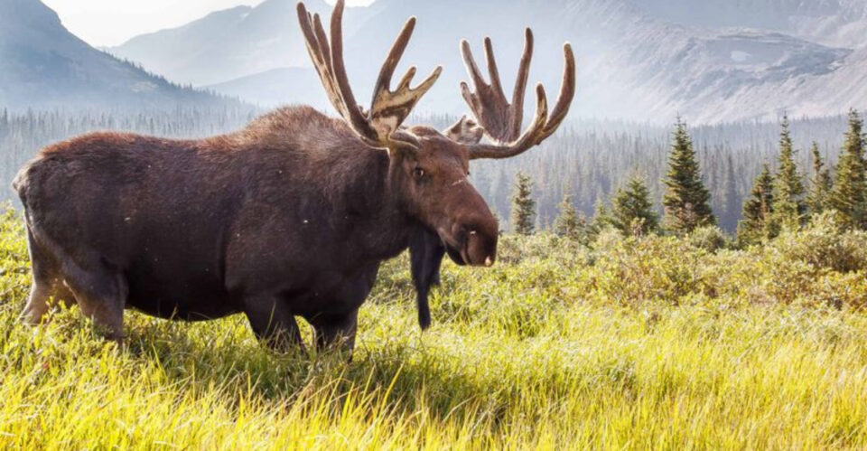 15 Corners Of America Where You Can Still See Wild Moose