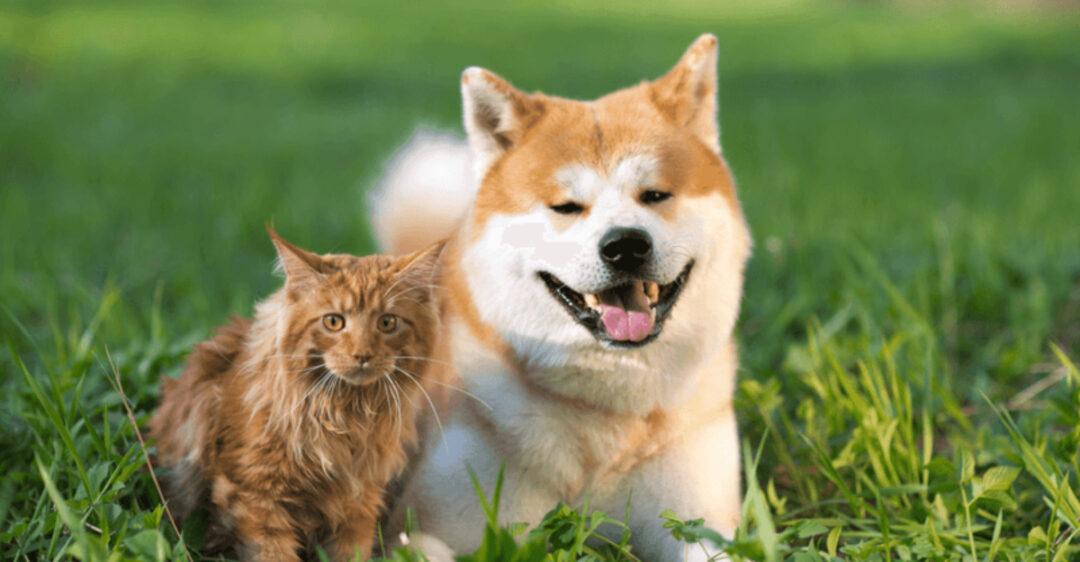 15 Crucial Differences Between Cats And Dogs You Didn't Know About
