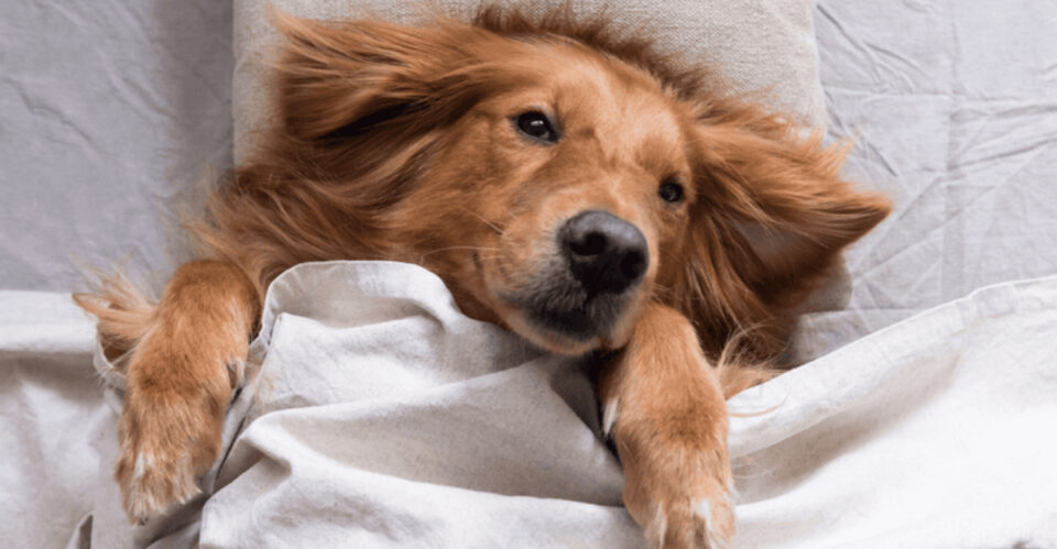 15 Cuddly Dog Breeds That Love Sharing Your Bed (Or Couch)