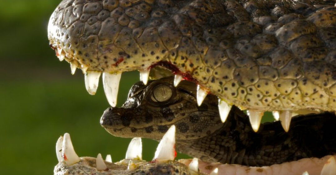 15 Devoted Animal Moms Who Never Leave Their Young Behind