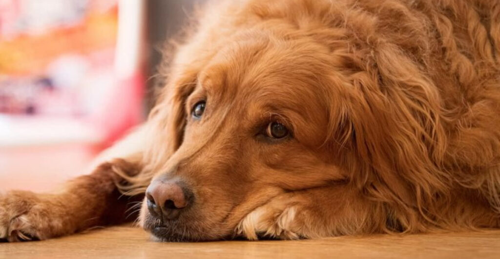 15 Devoted Dog Breeds That Will Comfort You Through Late Nights And ...