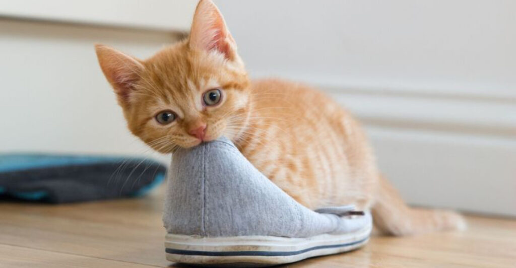 15 Disgusting Things Cat Owners Keep To Themselves