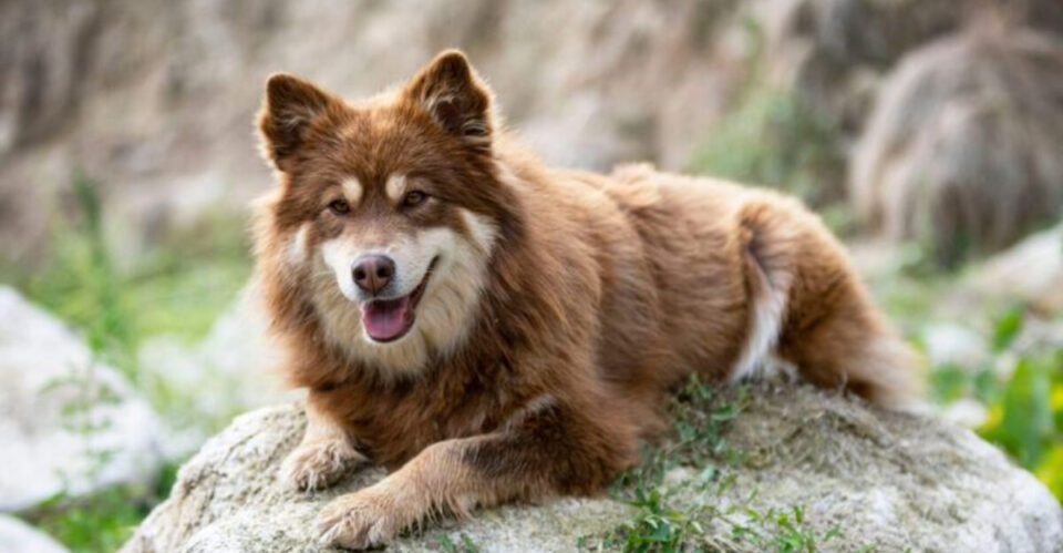 15 Dog Breeds That Played Key Roles In Remote Villages