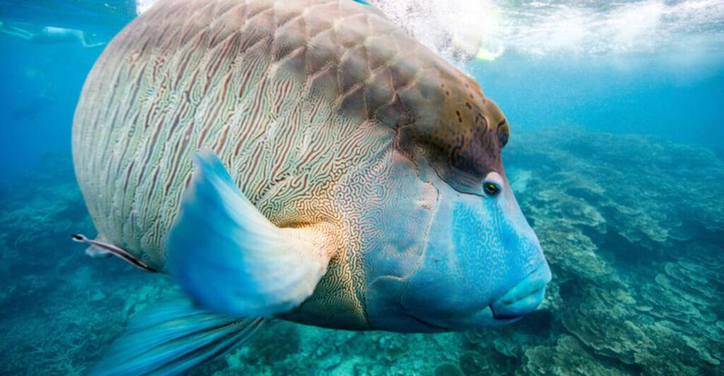 15 Endangered Marine Species That Need Your Attention