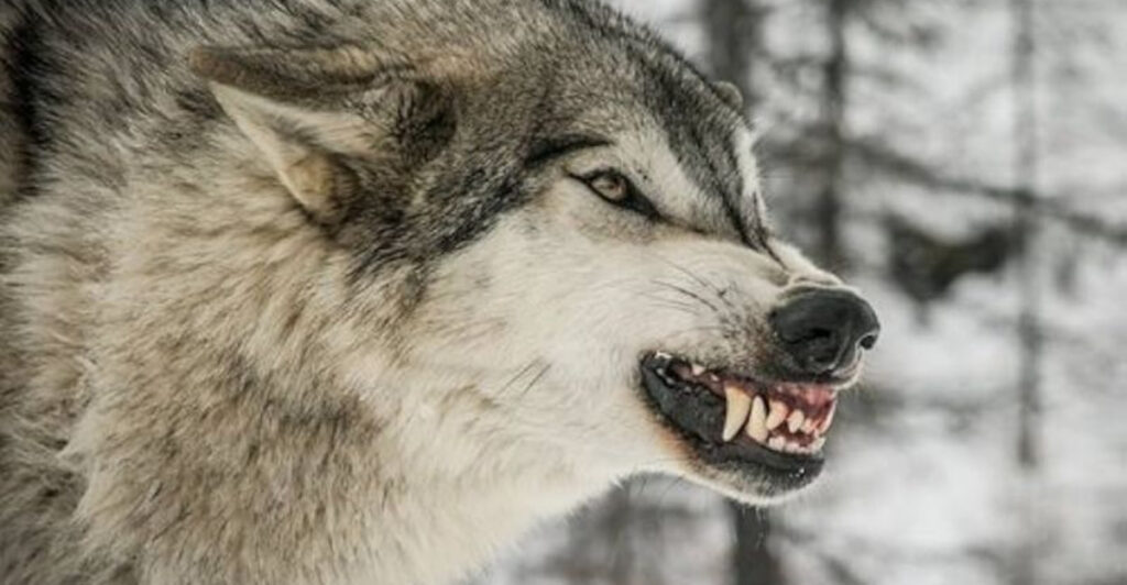 15 Essential Actions To Take If You Encounter A Wolf In The Wild