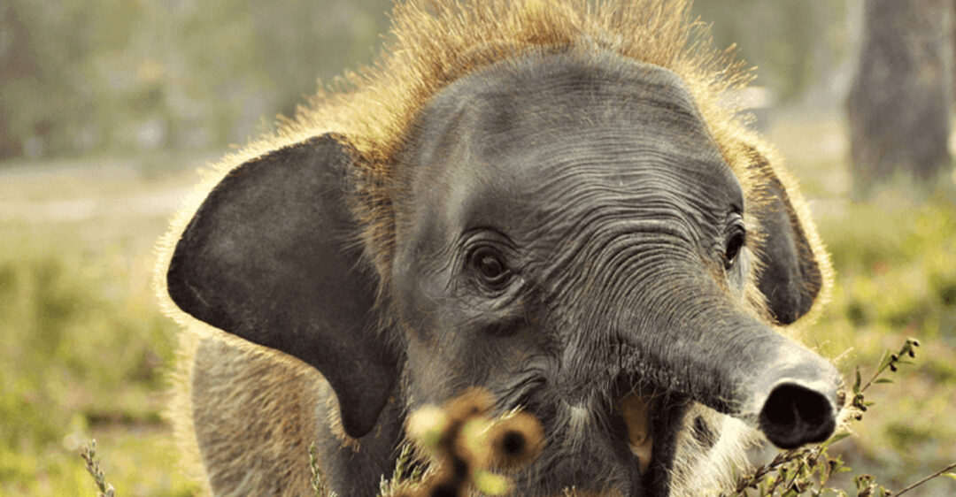 15 Facts You Need To Know For Endangered Species Day (And The Animals ...