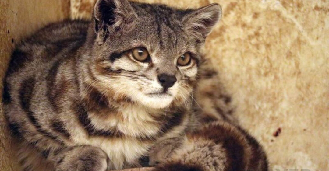 15 Fascinating Facts About The Newly Discovered Andean Mountain Cat