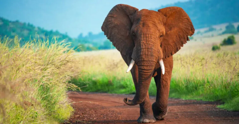 15 Fascinating Ways Evolution Gave Elephants A Natural Defense Against ...