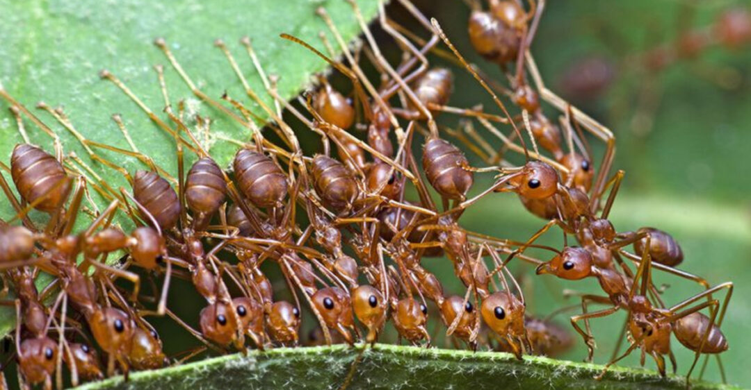15 Fascinating Ways Weaver Ants Build Their Nests