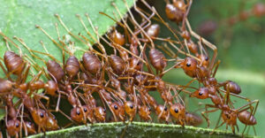 15 Fascinating Ways Weaver Ants Build Their Nests