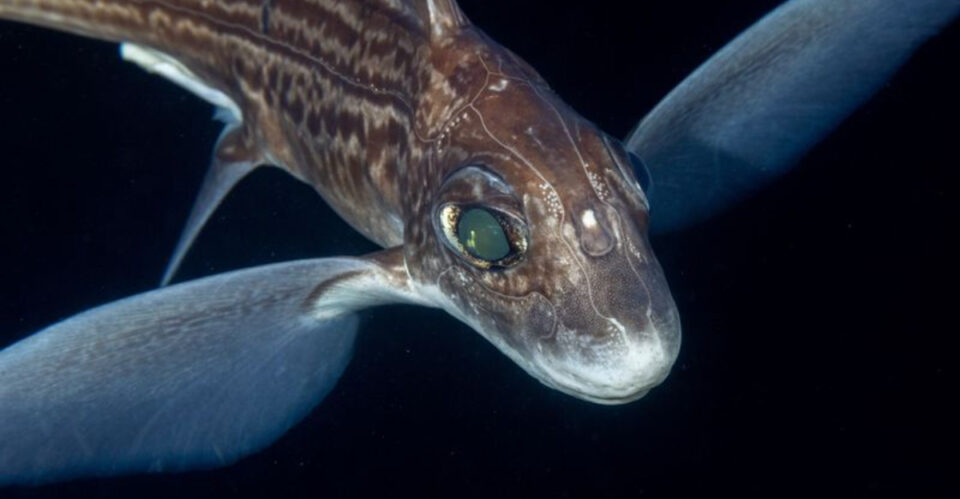 15 Freaky Facts About The Ghost Shark - The Deep Sea's Strangest Creature