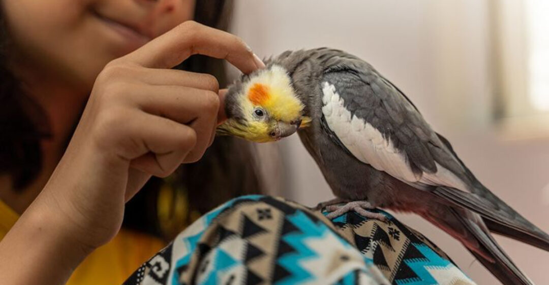 15 Friendly Pet Birds That Thrive on Human Attention