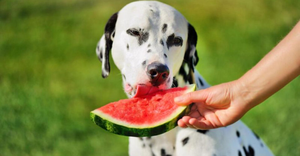 15 Fruits That Are Safe For Dogs To Eat