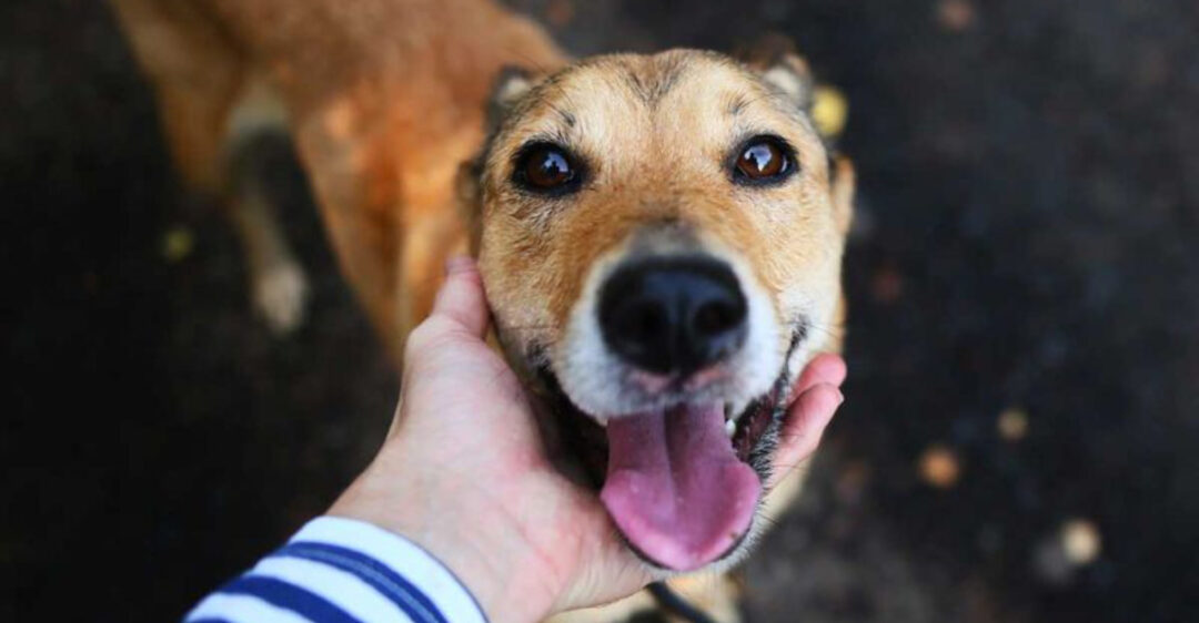 15 Gentle Methods To Help Your Rescue Dog Heal After Trauma