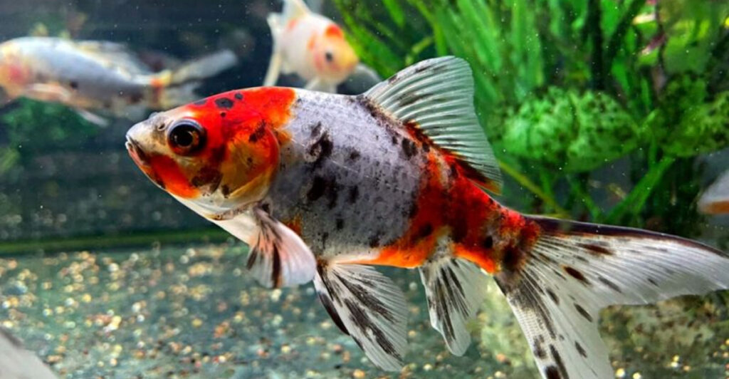 15 Hardy Fish That Thrive In Outdoor Ponds