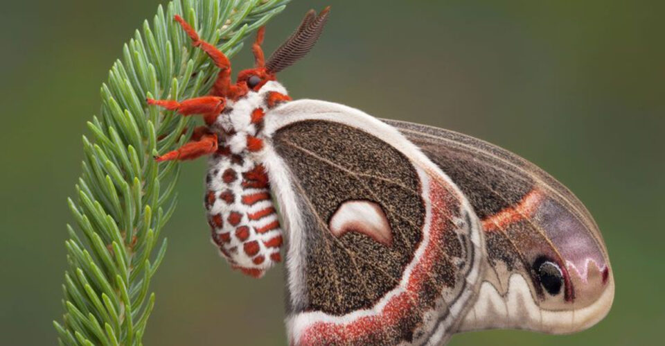 15 Incredible Cecropia Moth Facts That Will Amaze You