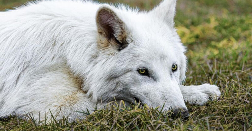 15 Incredible Facts About Dire Wolves Made Famous By Game Of Thrones