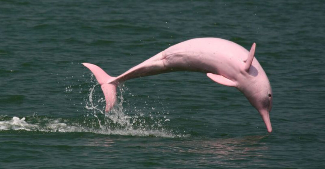 15 Incredible Reasons Pink Dolphins Get Their Signature Color