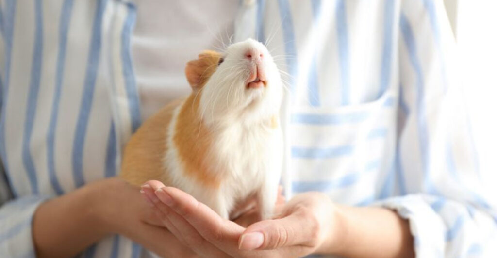 15 Kid Friendly Pets Apart From Dogs And Cats