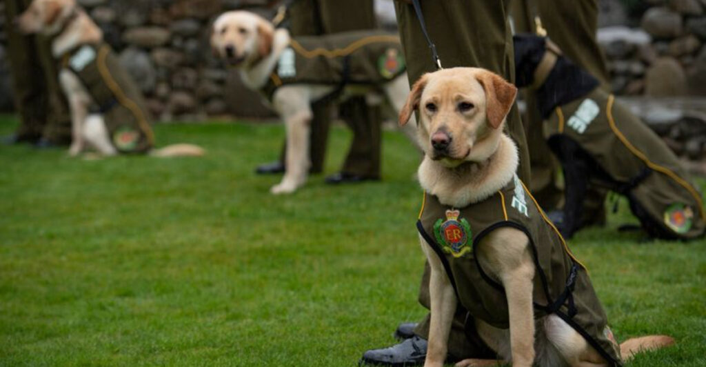 15 Legendary Military Dog Breeds To Remember This Memorial Day