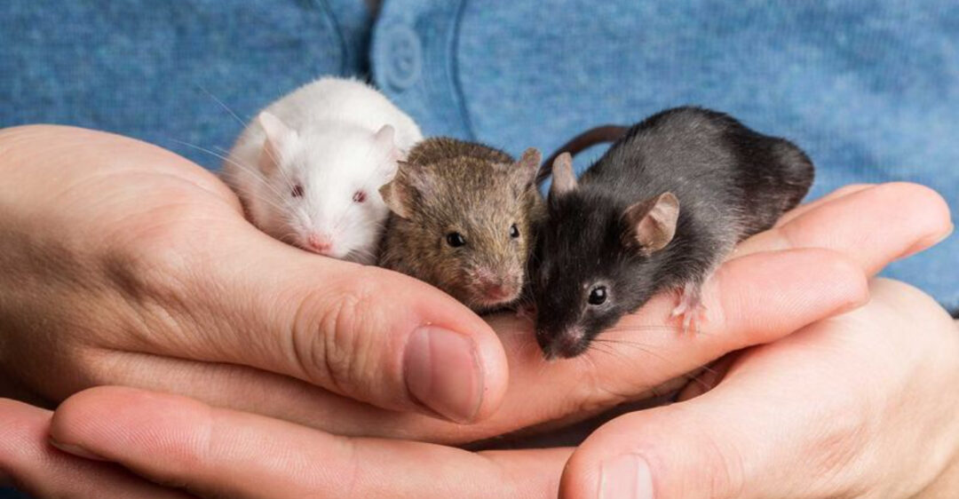 15 Lovable Pets That Are More Affectionate Than You Think