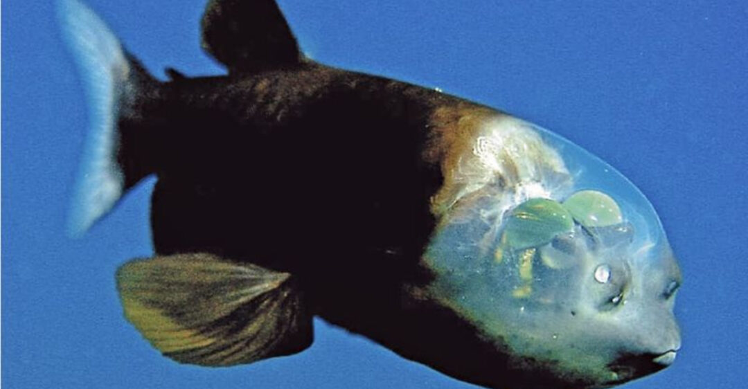 15 Magnificent Ocean Creatures You Won't Believe Actually Exist