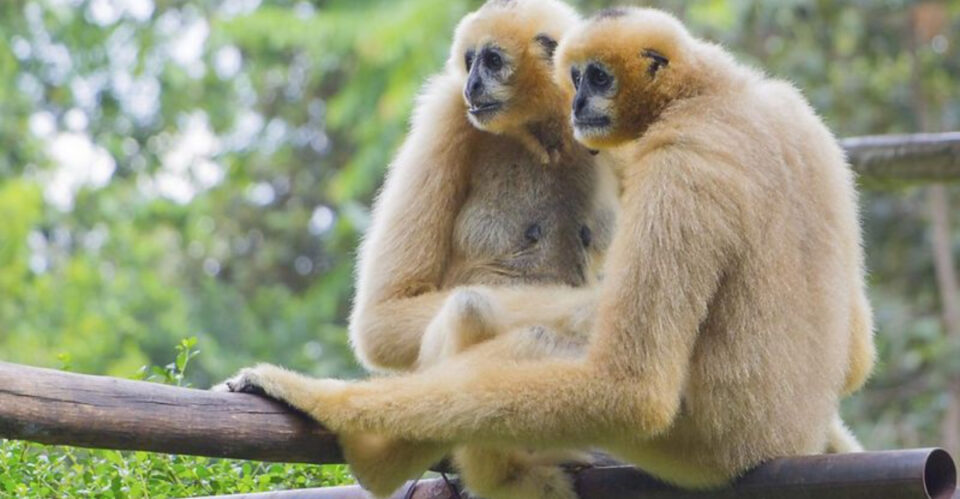 15 Mammals That Sing To Communicate